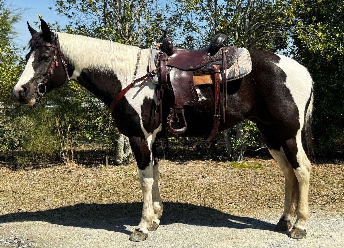 10 Y/O, 15.2hh Registered APHA/PTHA Mare- Safe, Versatile, and Willing