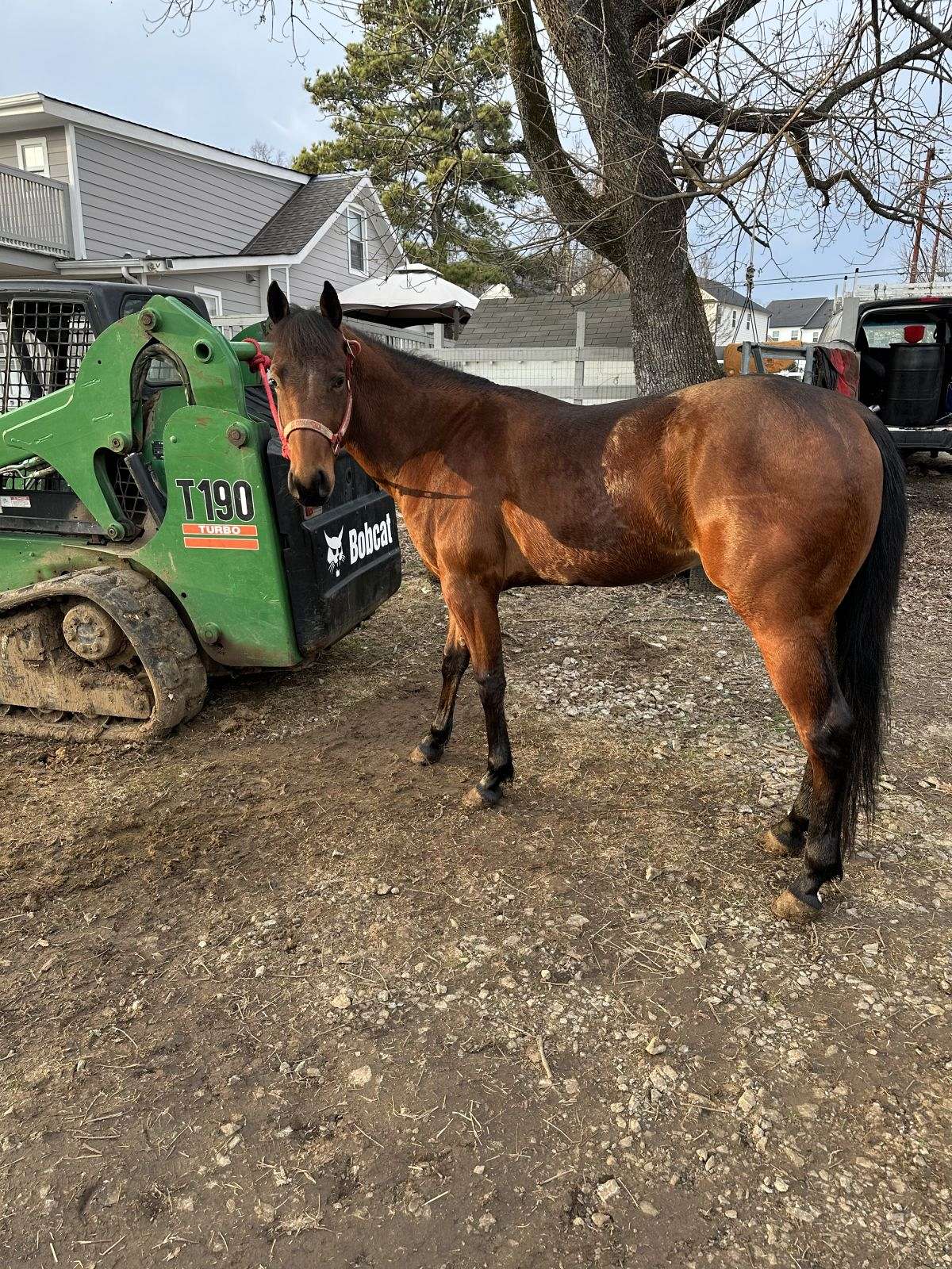 Horse for Sale