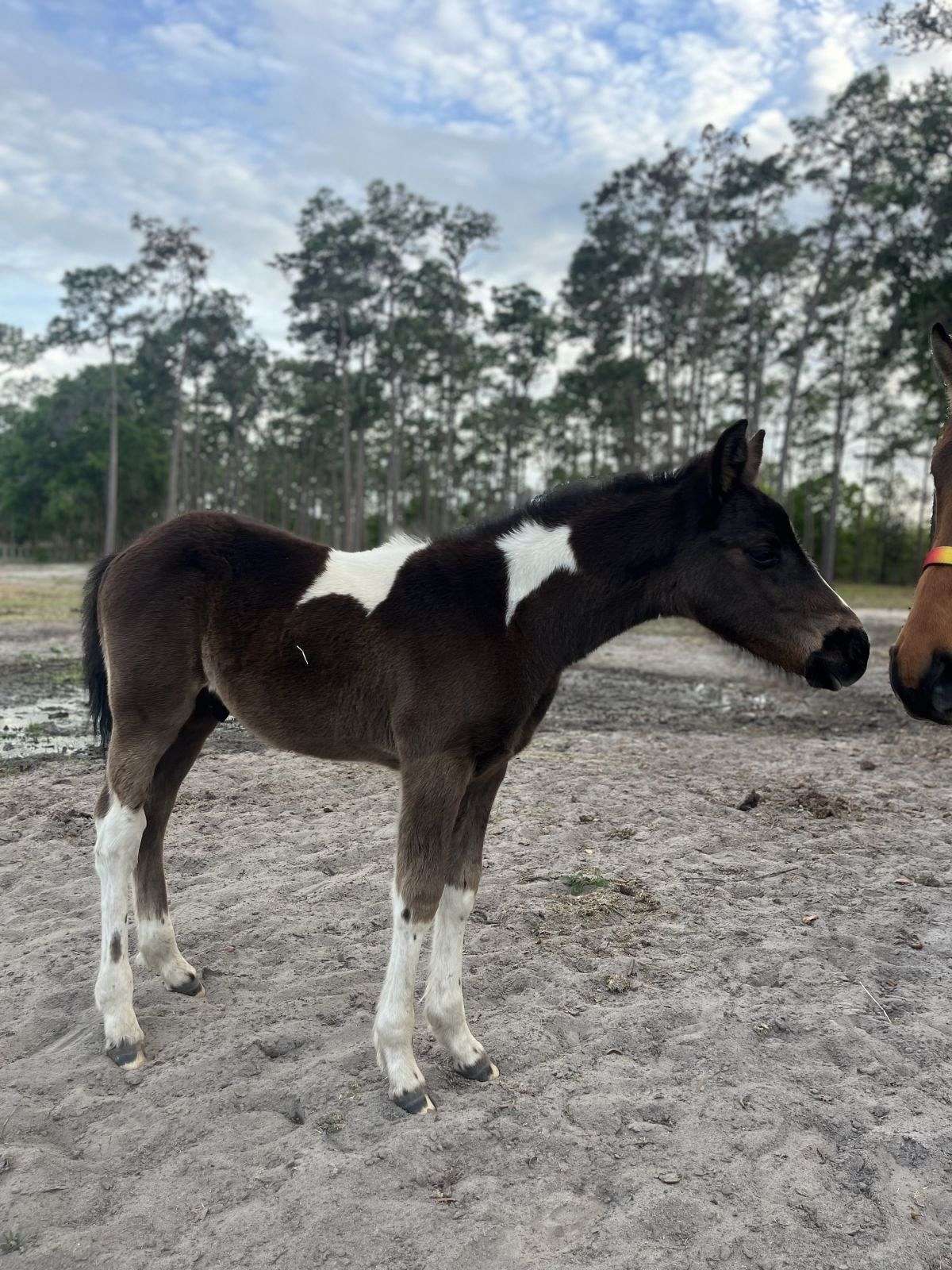 APHA Black Tobiano Colt