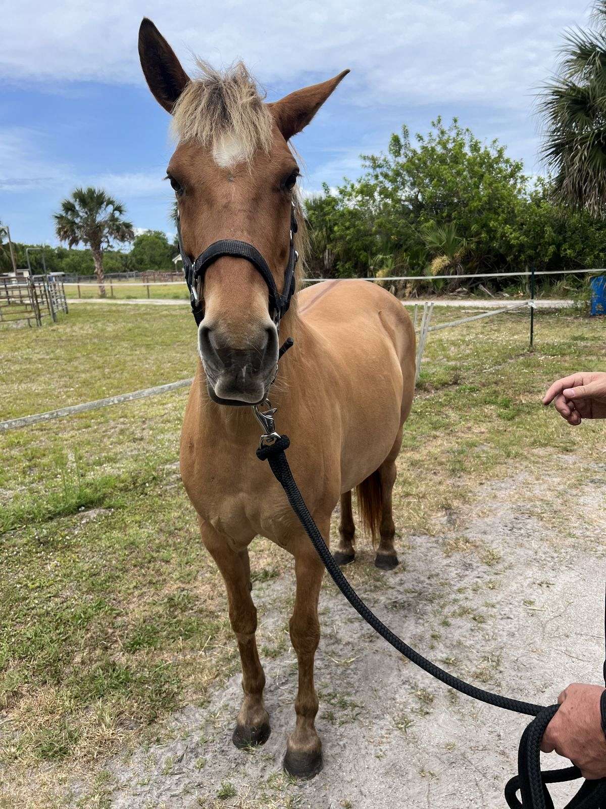 Red Dun QH Mare