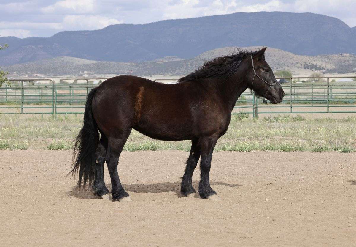 5yo Black Draft Cross Mare in Foal