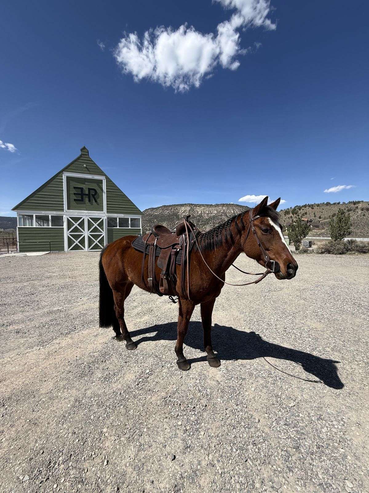 Stunning, Athletic, Well-Bred Mare With Brains, Beauty, & Buttons