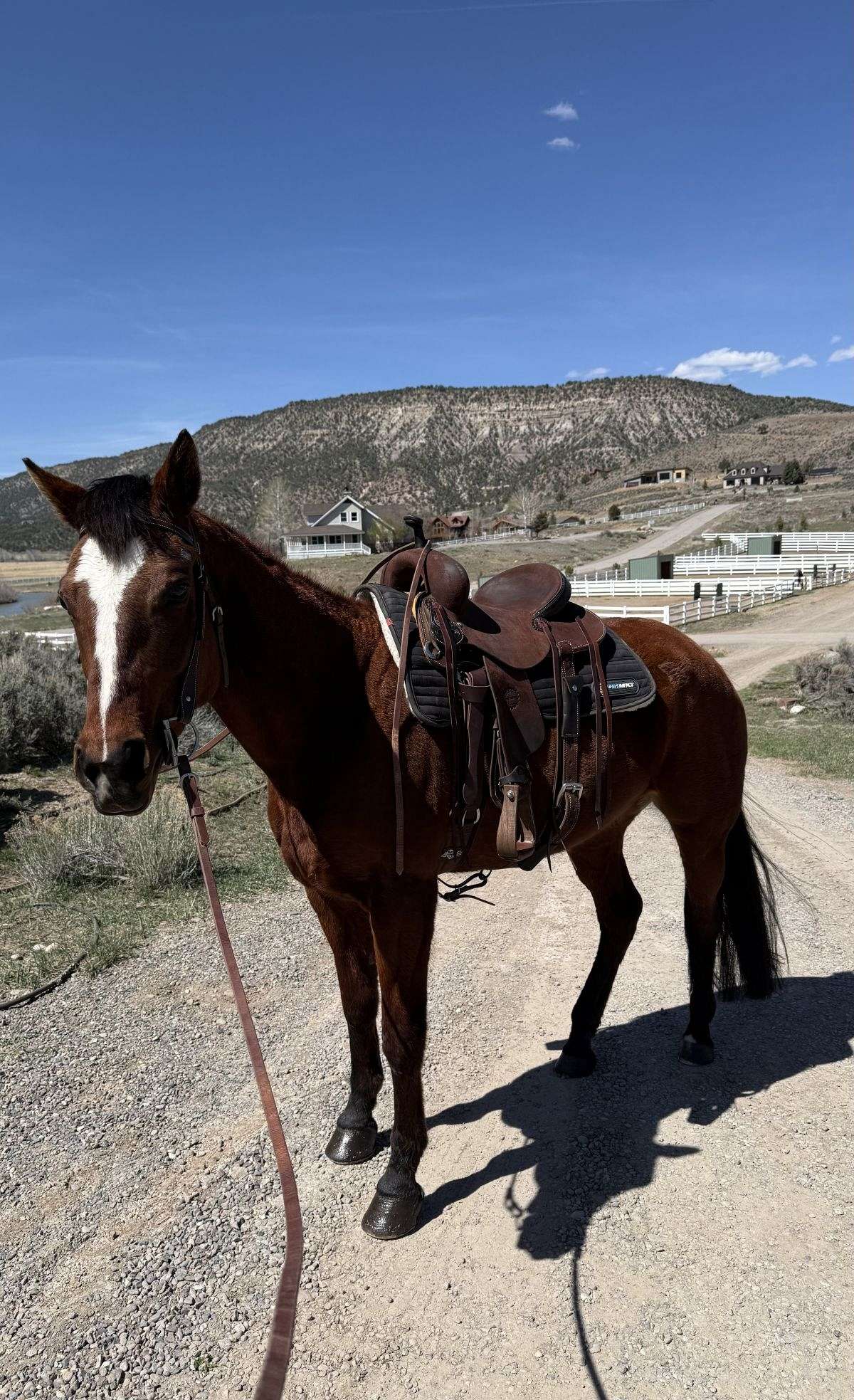 Stunning, Athletic, Well-Bred Mare With Brains, Beauty, & Buttons
