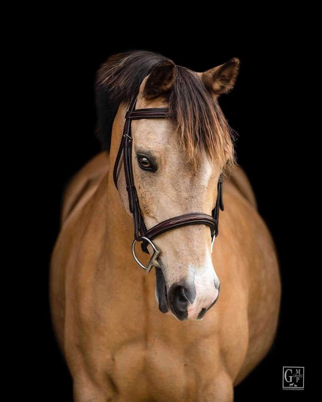 Companiom Pony: Cupid