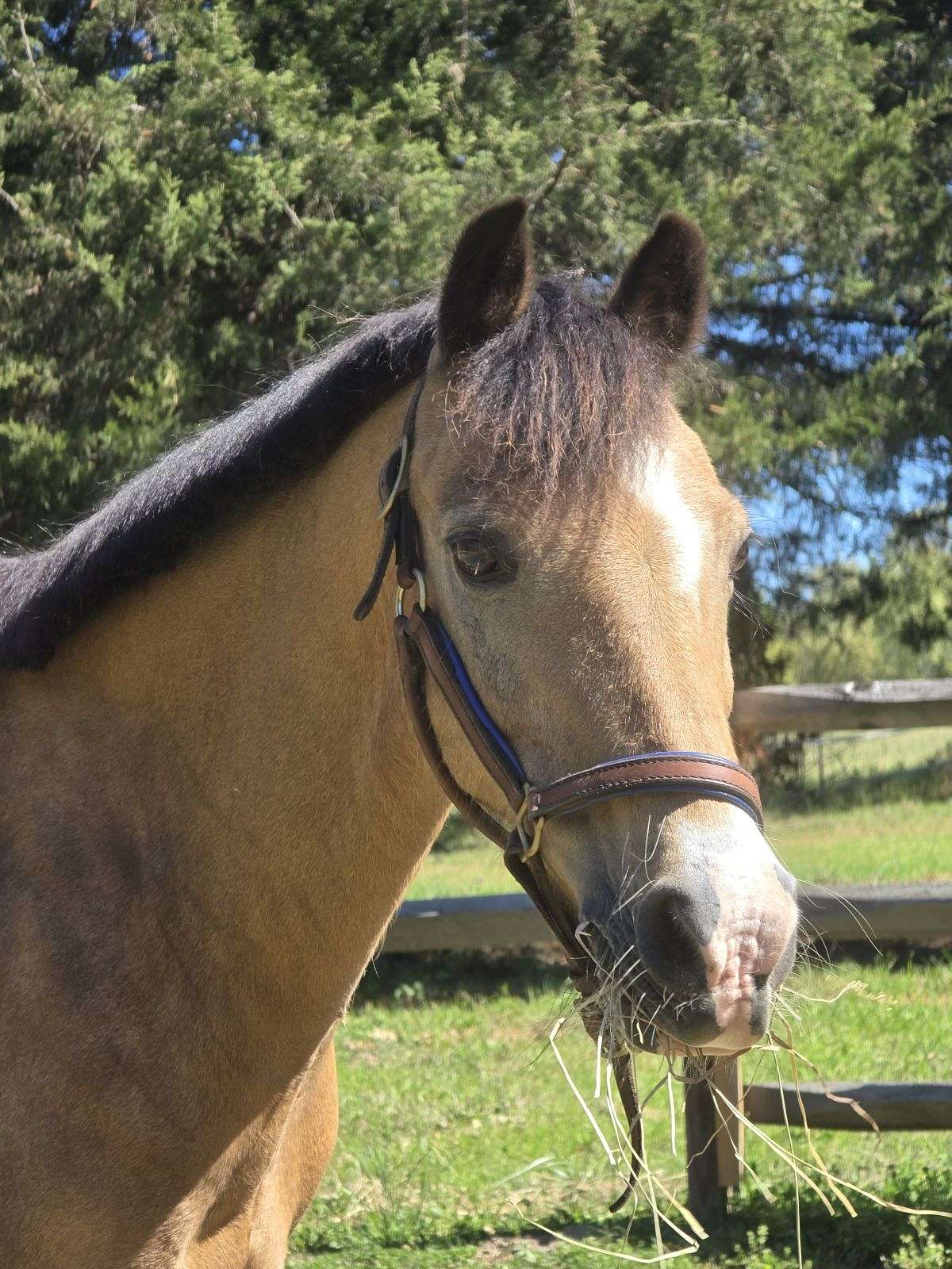 Companiom Pony: Cupid