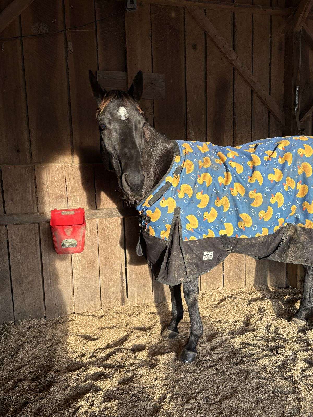 Negotiable* Project OTTB