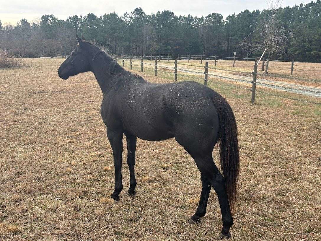 Negotiable* Project OTTB