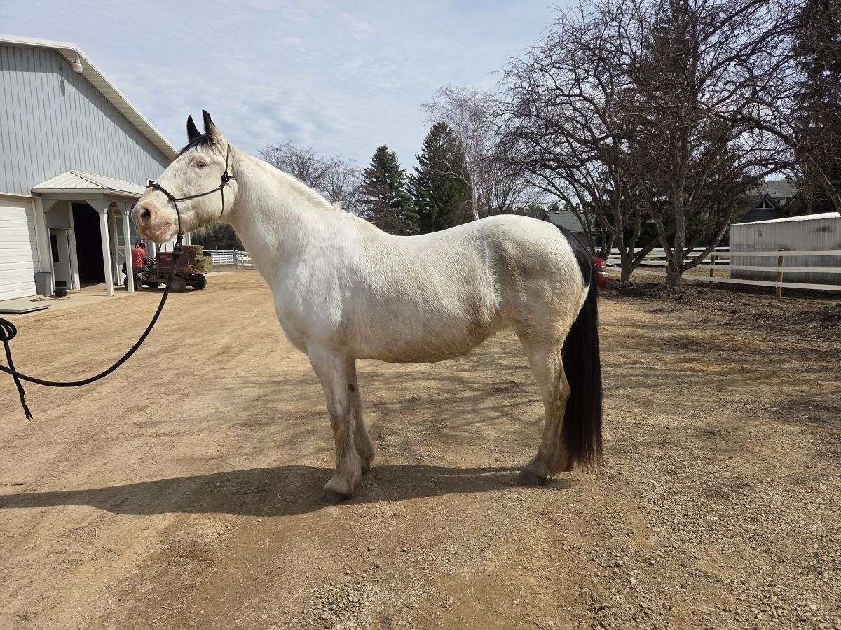 Beautiful Draft Cross Mare