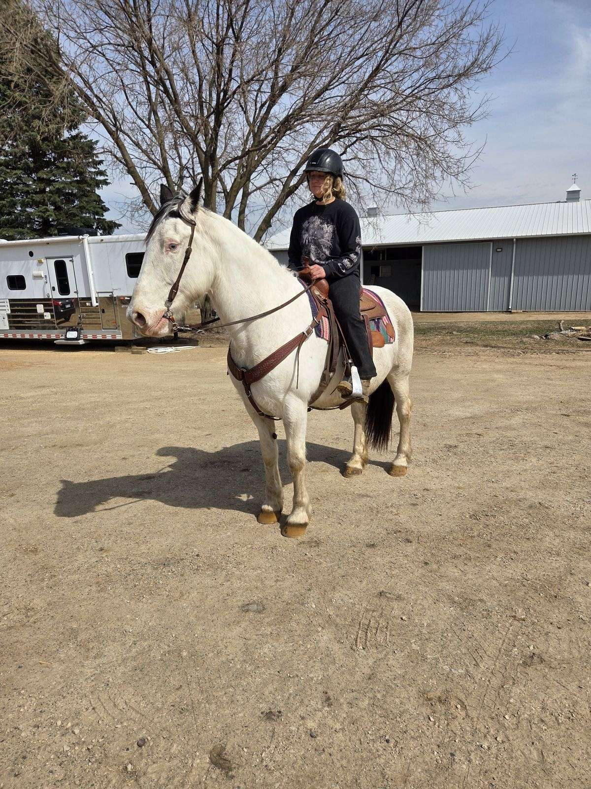 Beautiful Draft Cross Mare