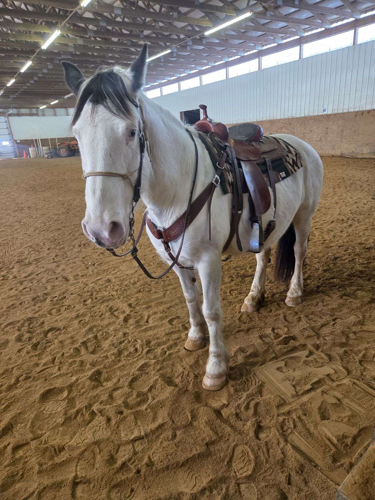 Beautiful Draft Cross Mare