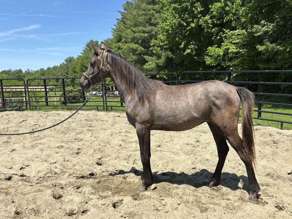Kismets Aatif Straight Egyptian Gelding
