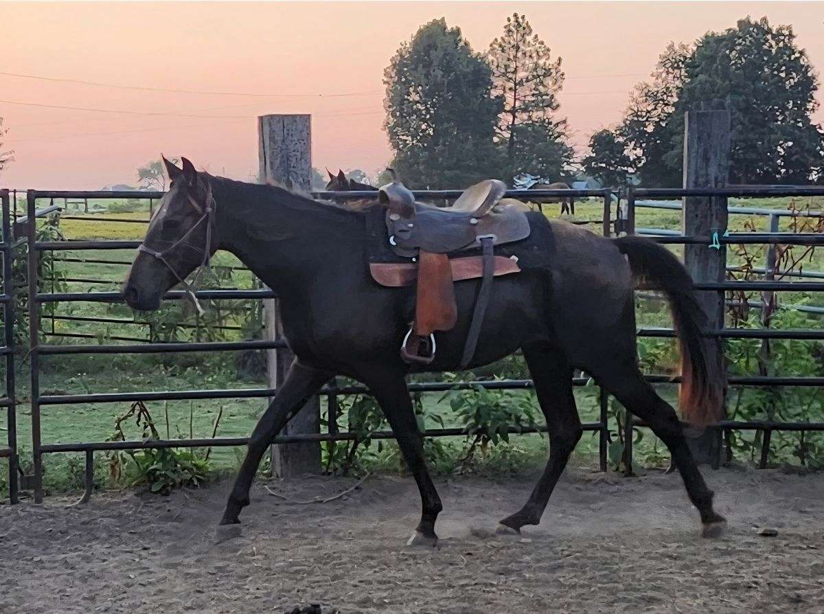 Beautiful Black TWH Gelding