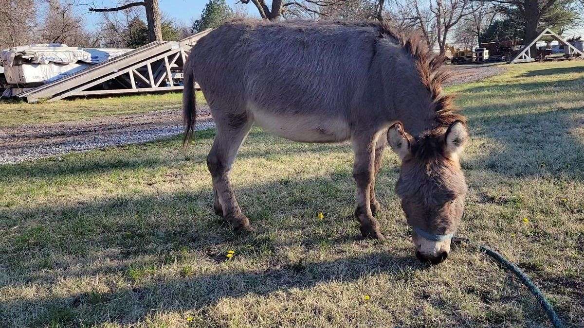Mini Jack Donkey