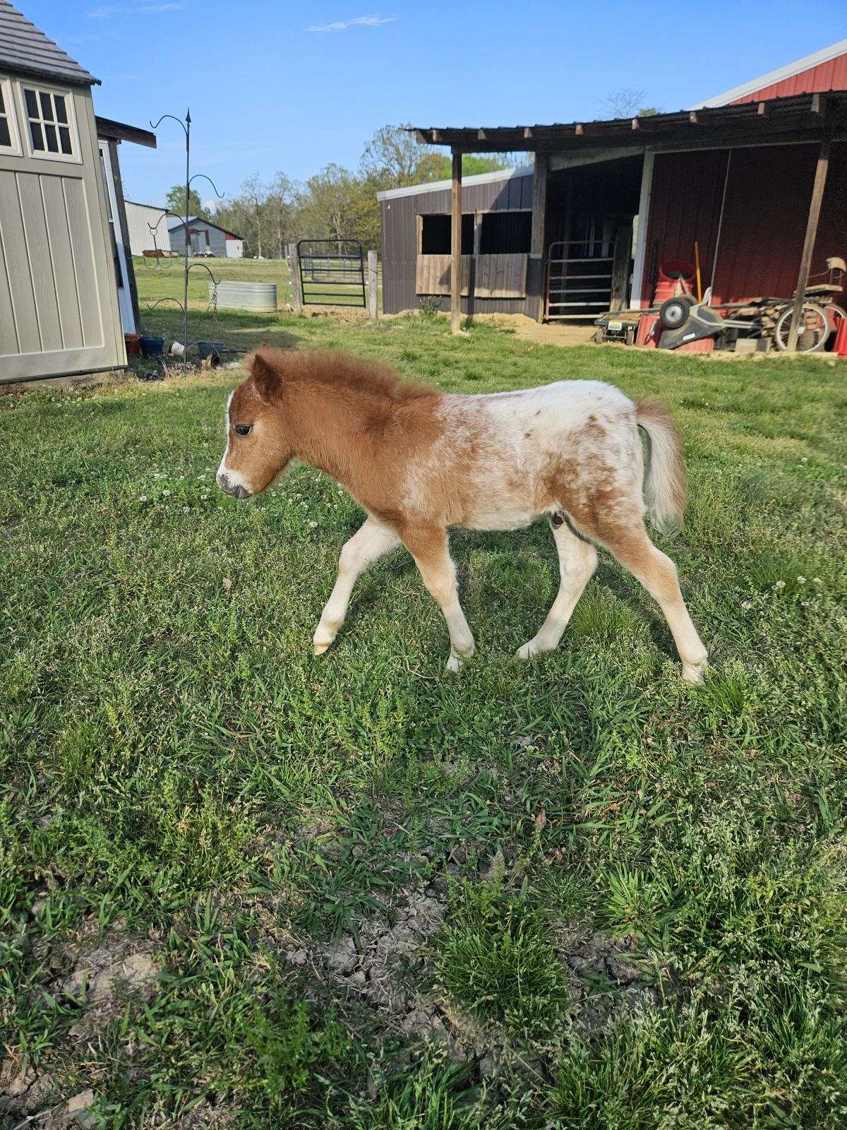 AMHR Miniature Appaloosa Colt