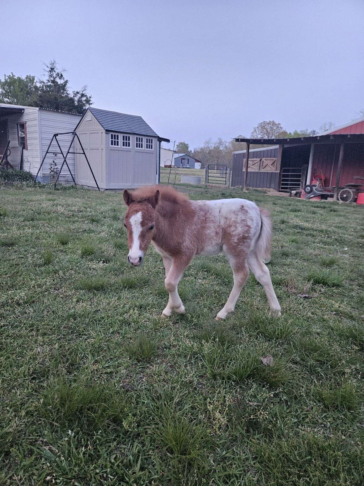 AMHR Miniature Appaloosa Colt