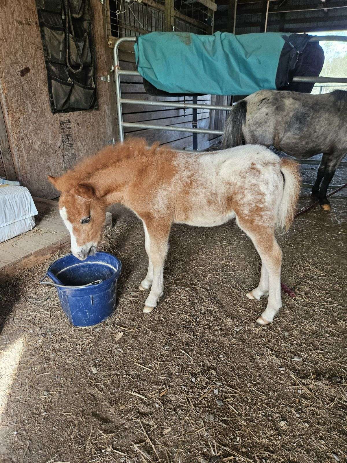 AMHR Miniature Appaloosa Colt