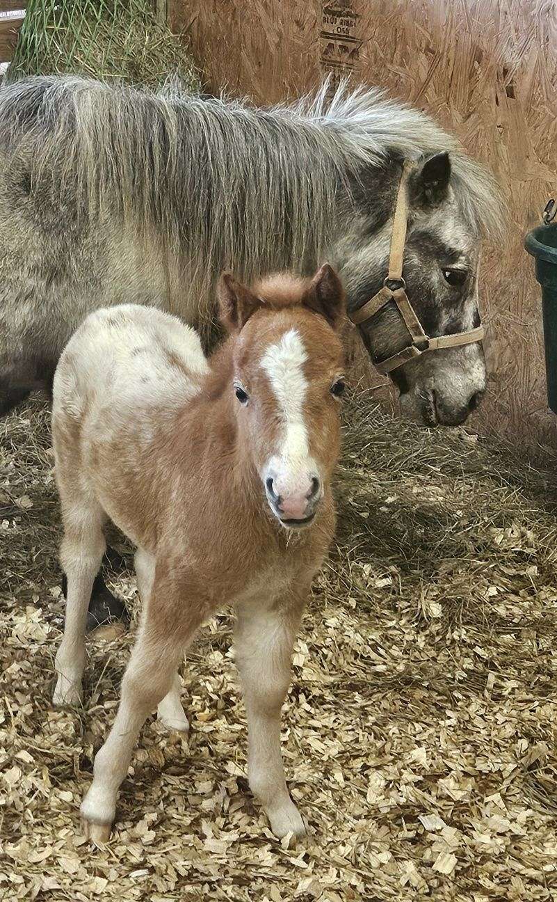 AMHR Miniature Appaloosa Colt
