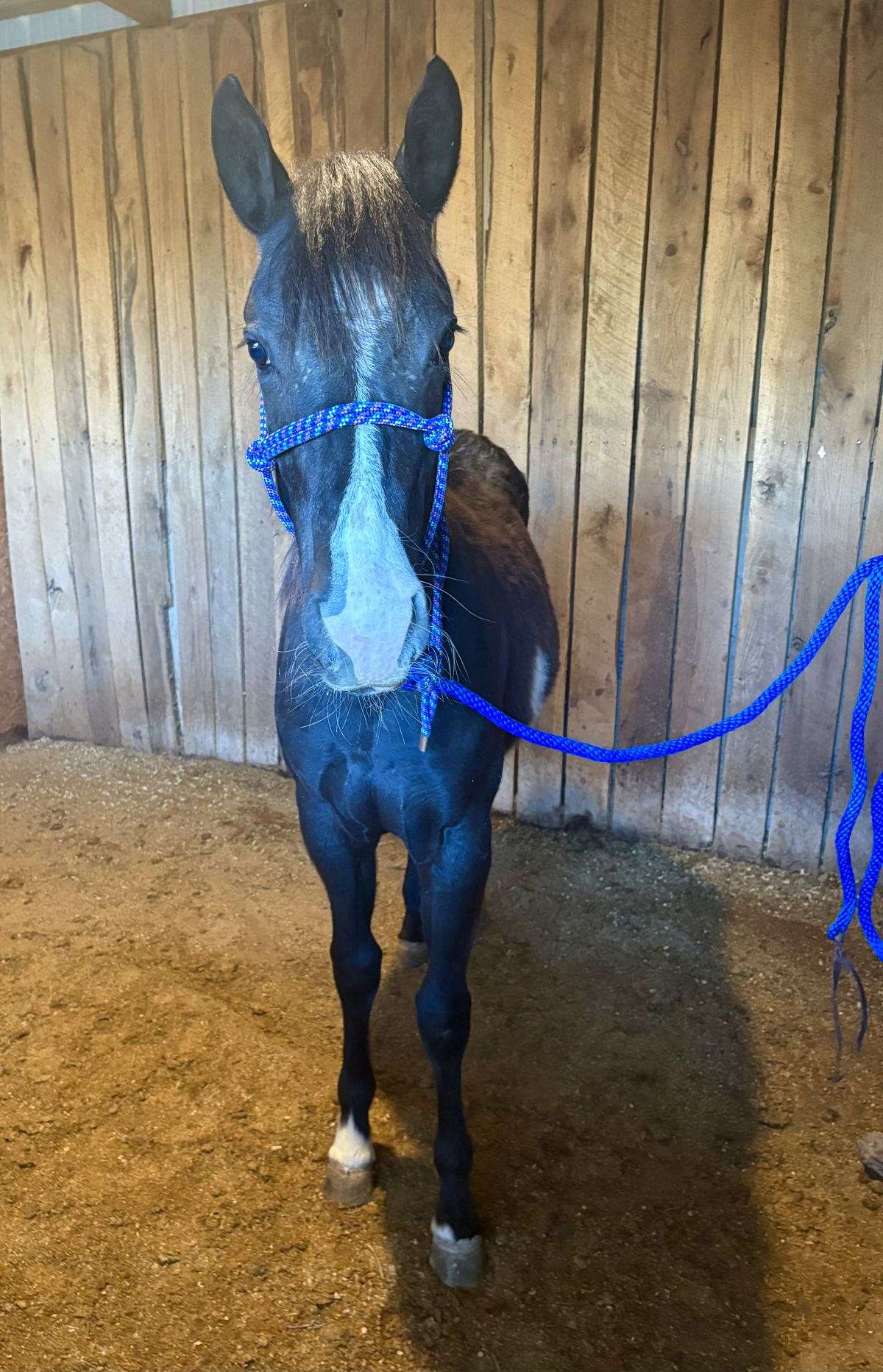 Yearling Filly