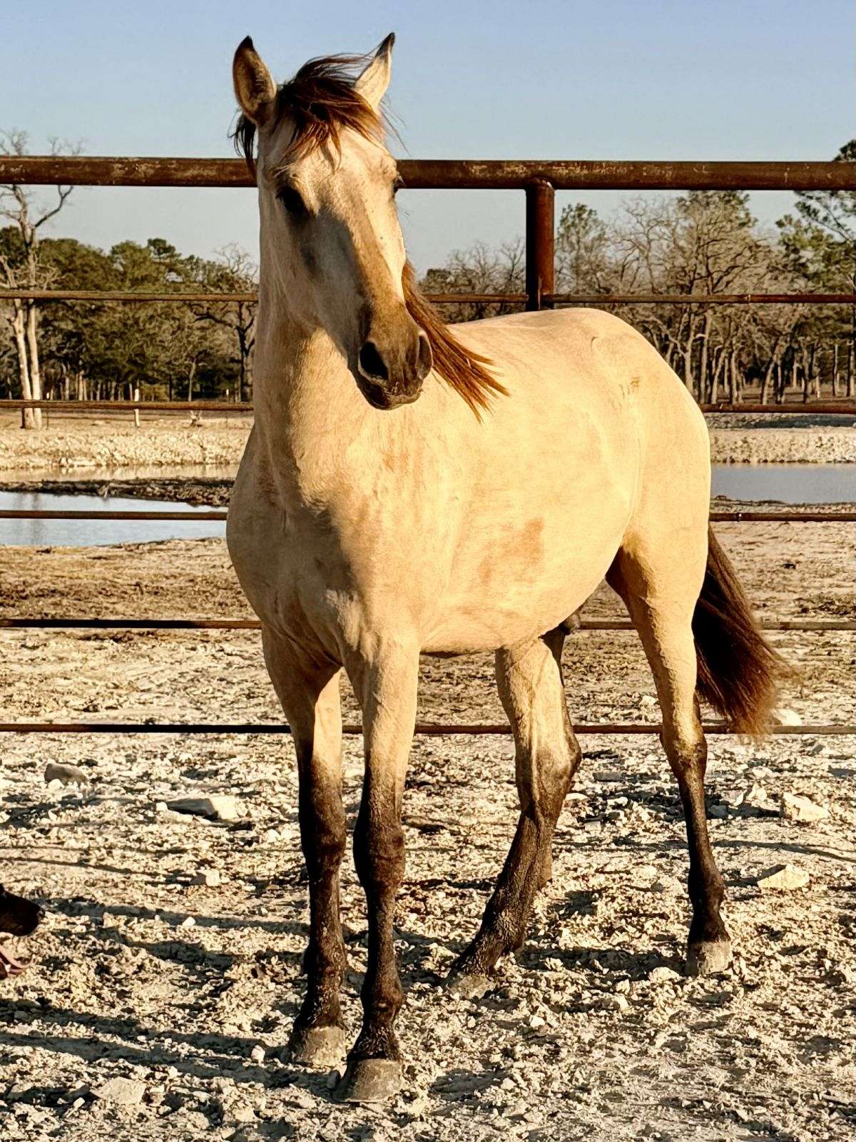 Bay PRE Horse for Sale