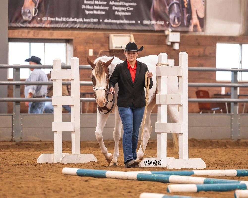 3yo APHA/PTHA Sorrel Tovero Mare