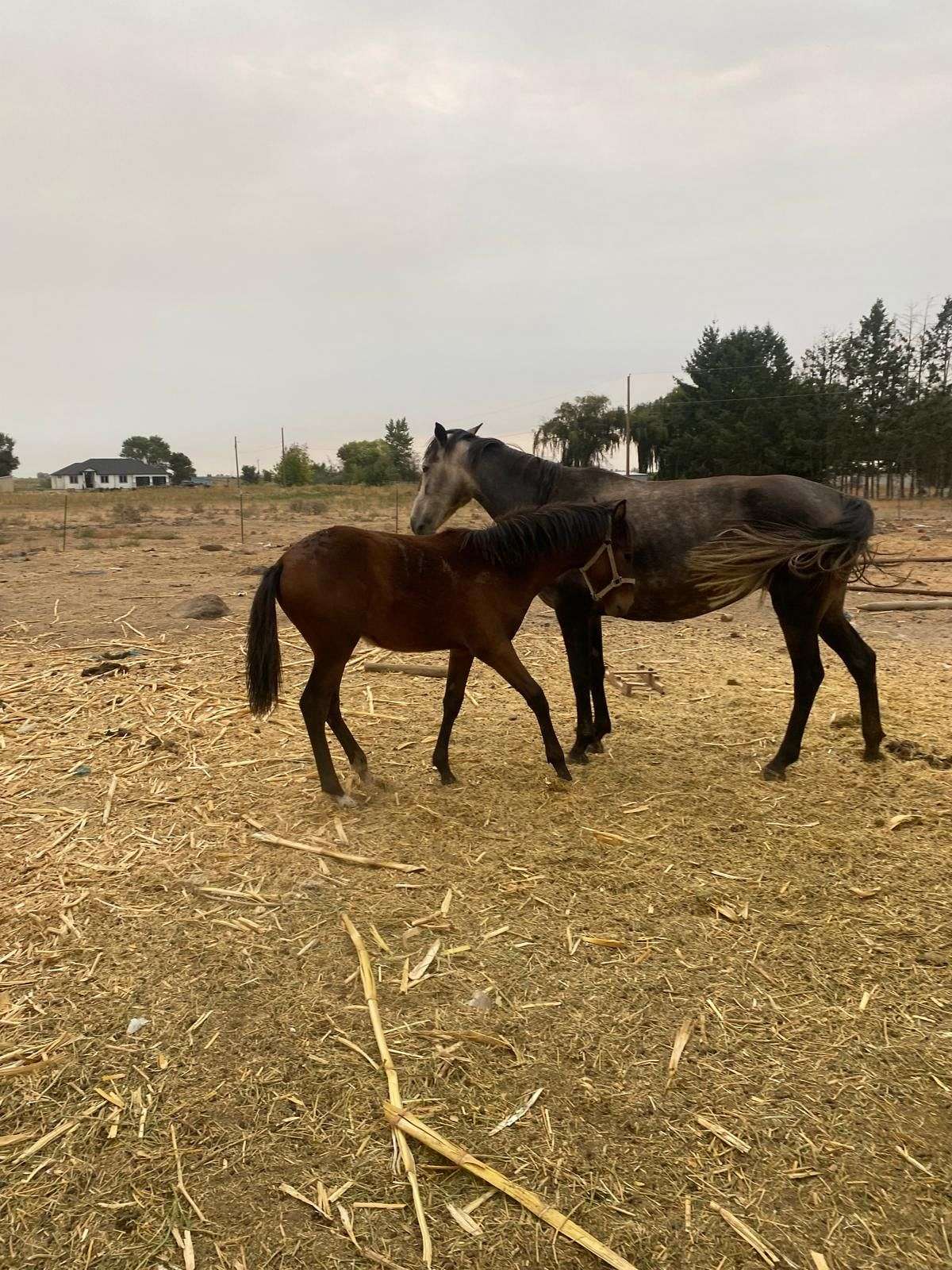 Pending* 1yr Andalusian/ Spanish Filly - Sonora