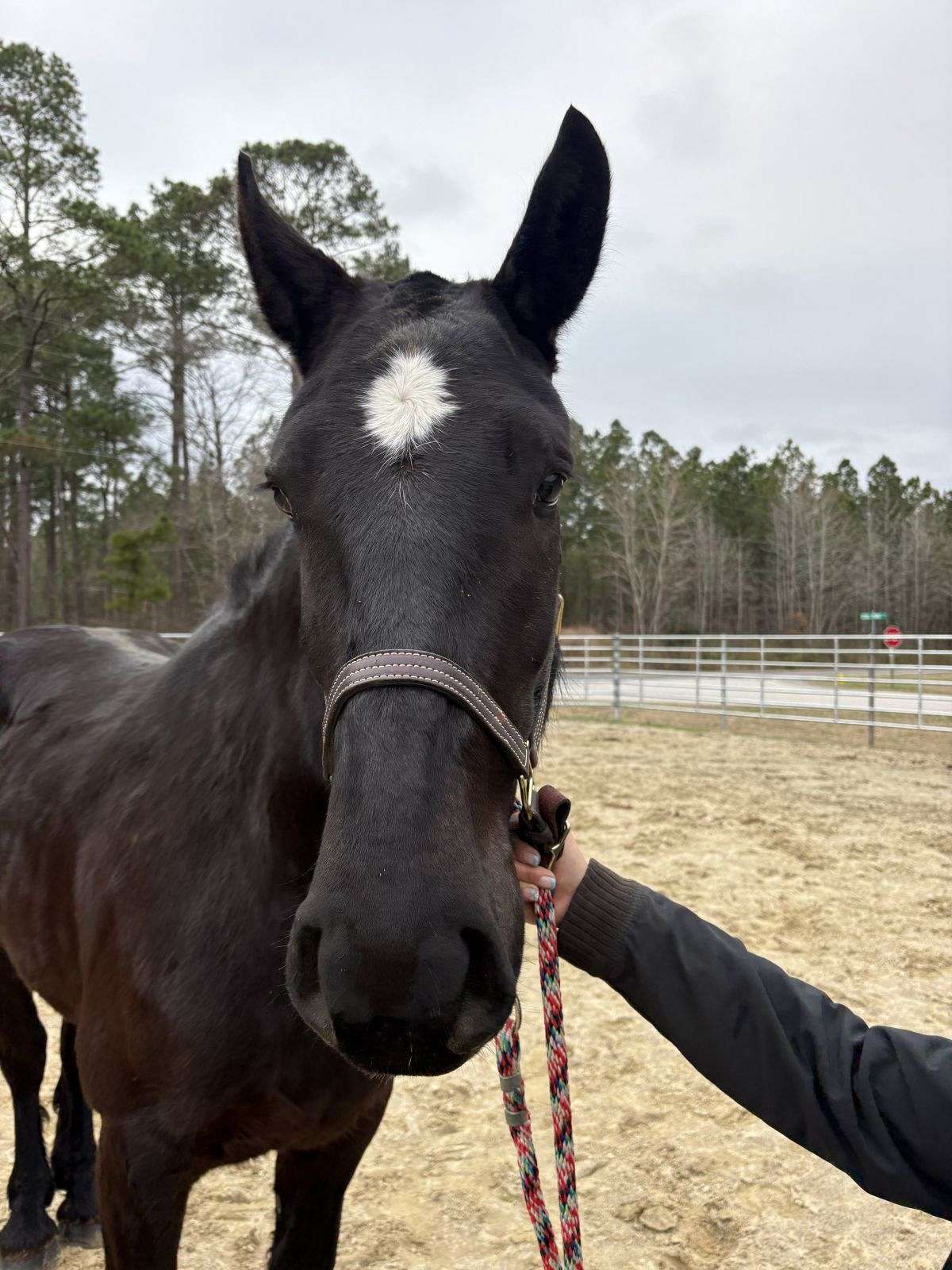 Gentle Percheron Cross