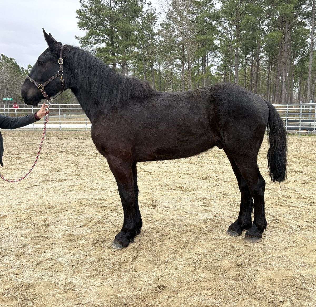 Gentle Percheron Cross