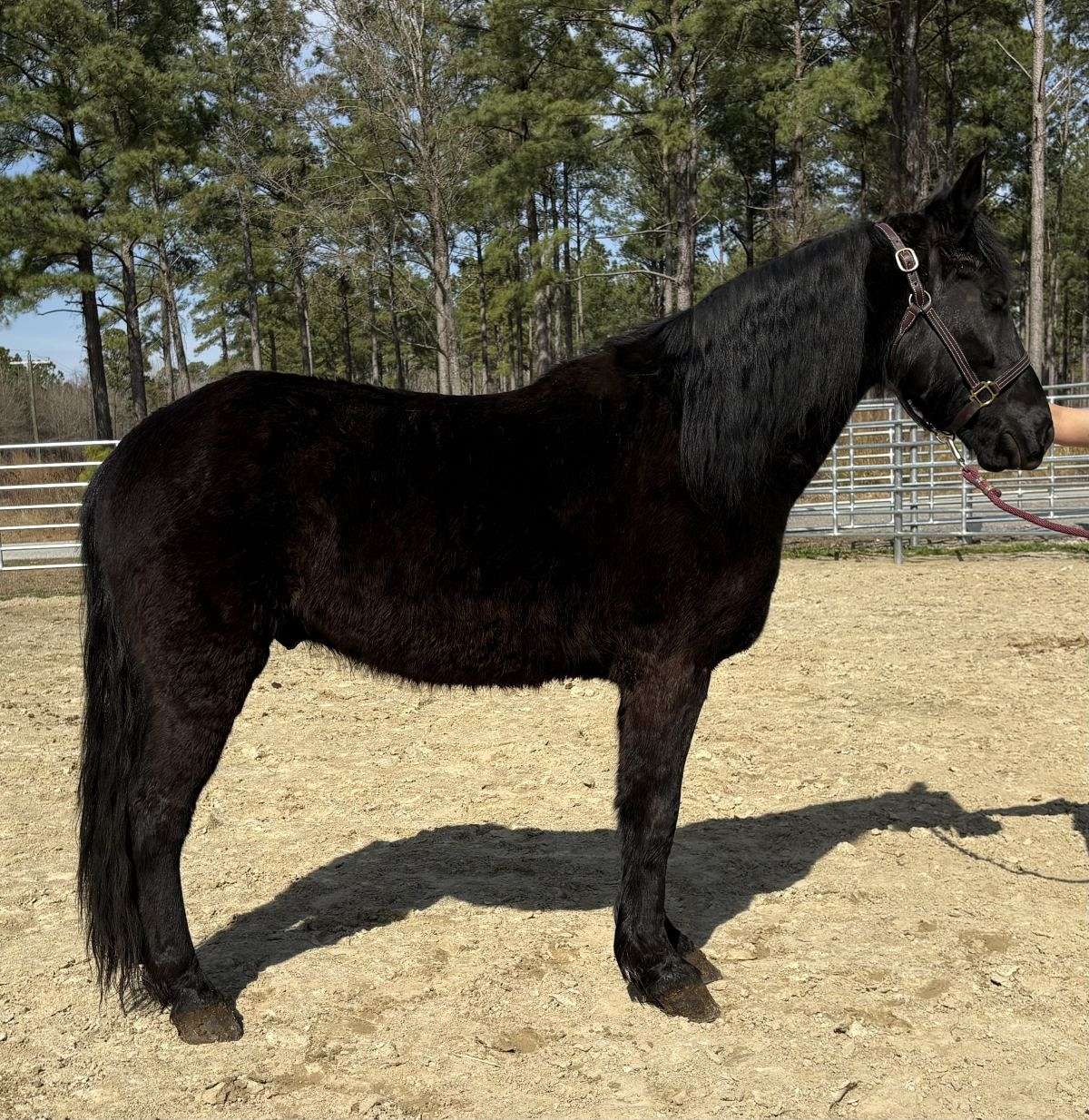 Percheron Morgan Cross