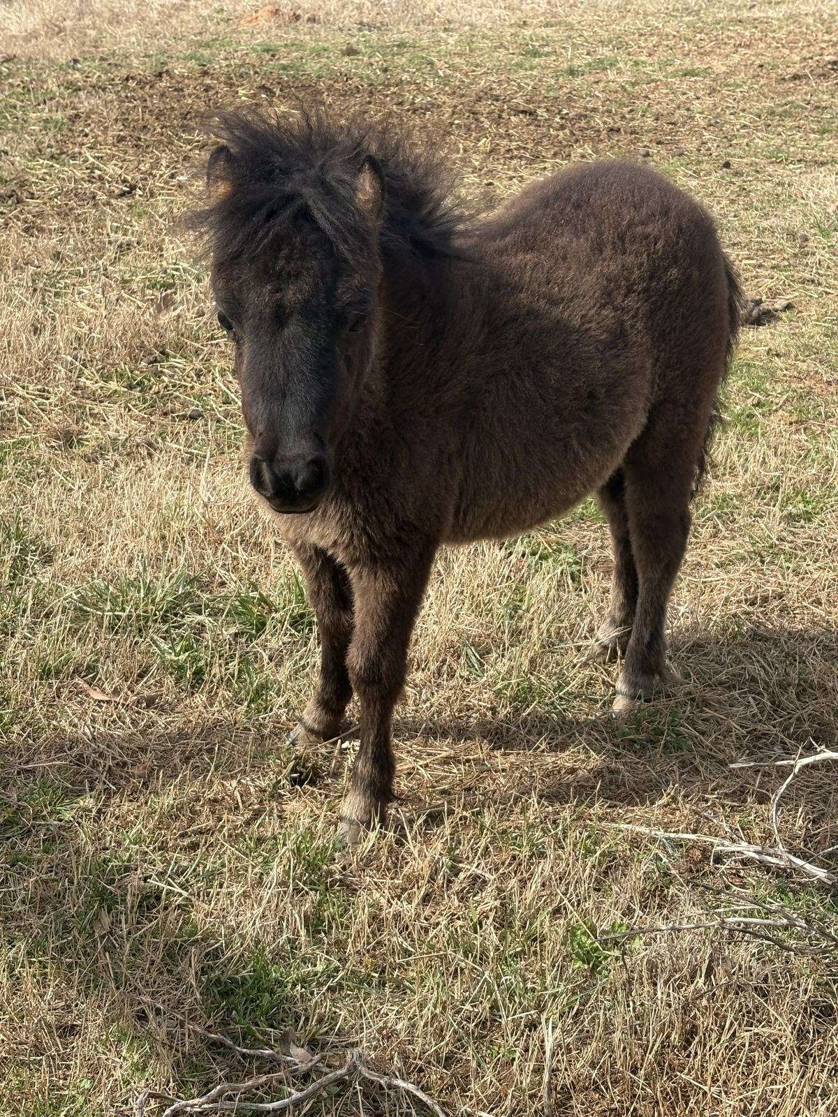 Mini Filly