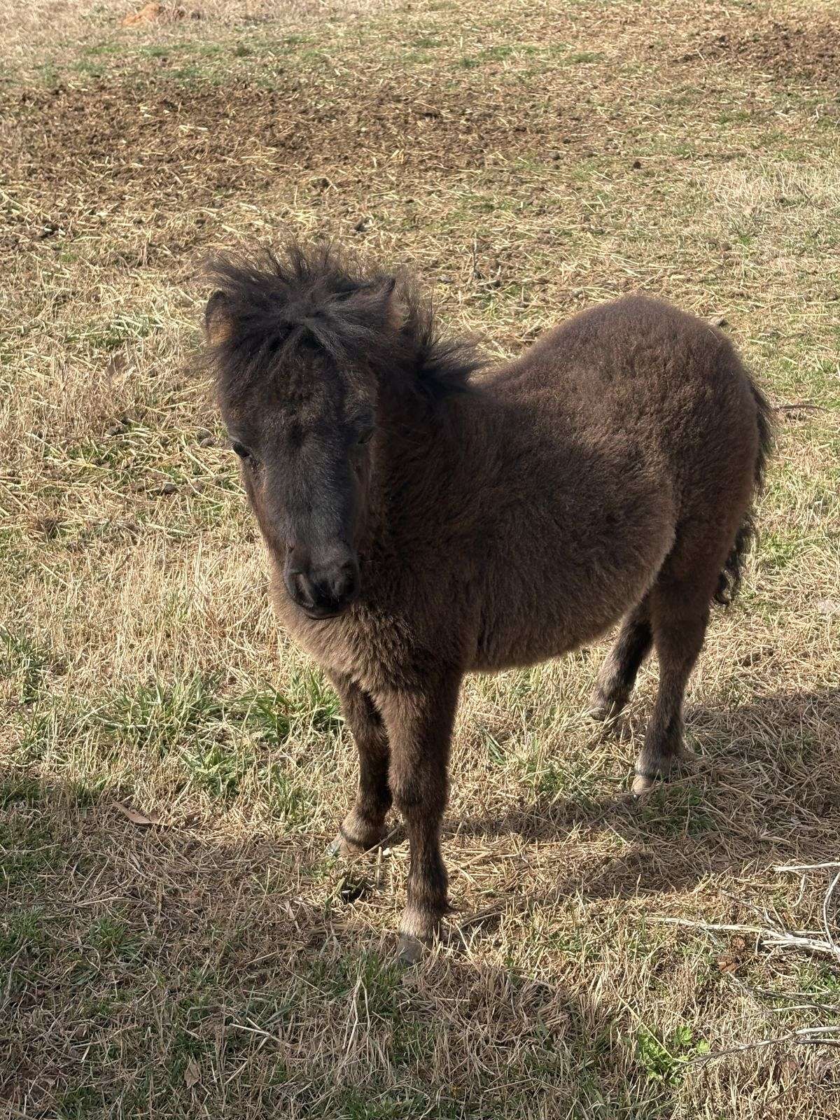 Mini Filly