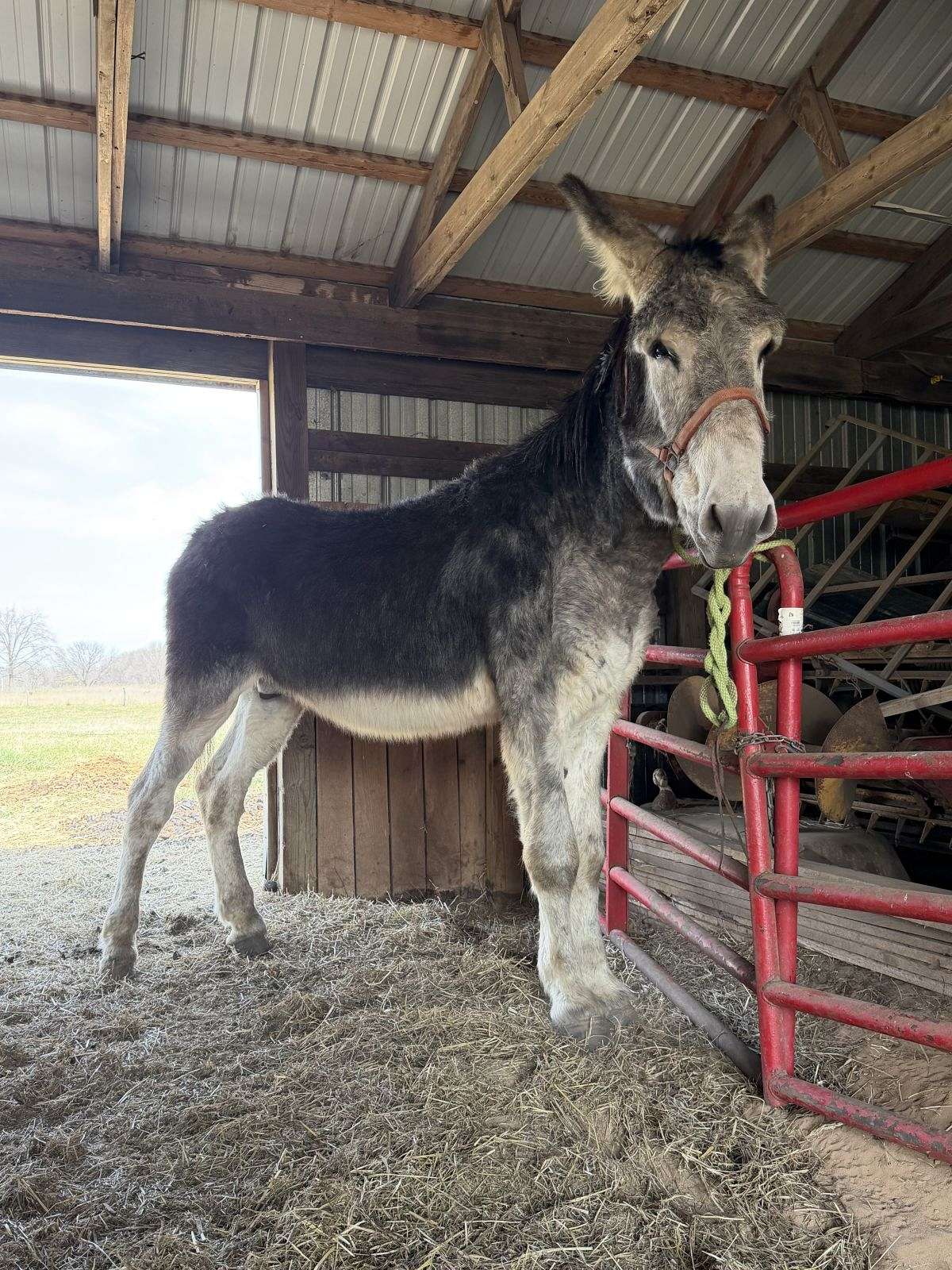 Yearling Mammoth Jack Colt