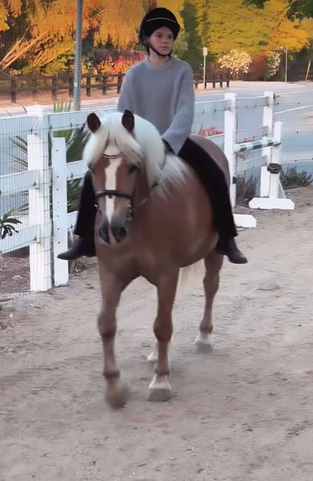 Halflinger Horse