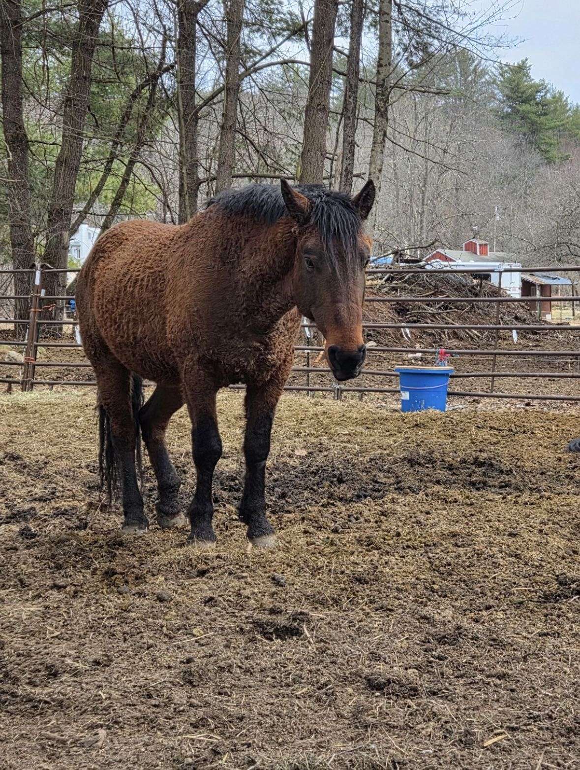 8 Yr Old Baskir Curly Mustang