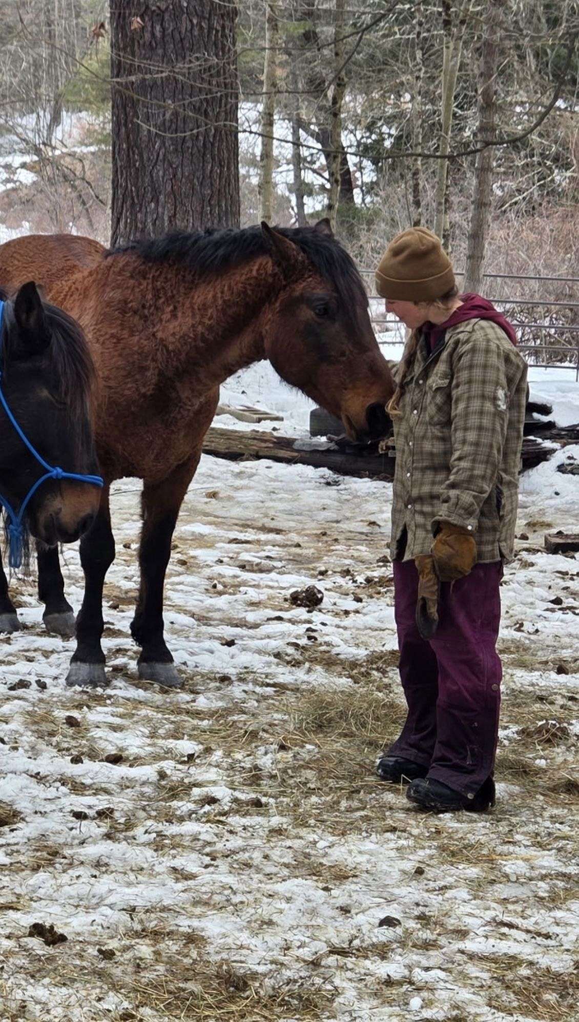 8 Yr Old Baskir Curly Mustang