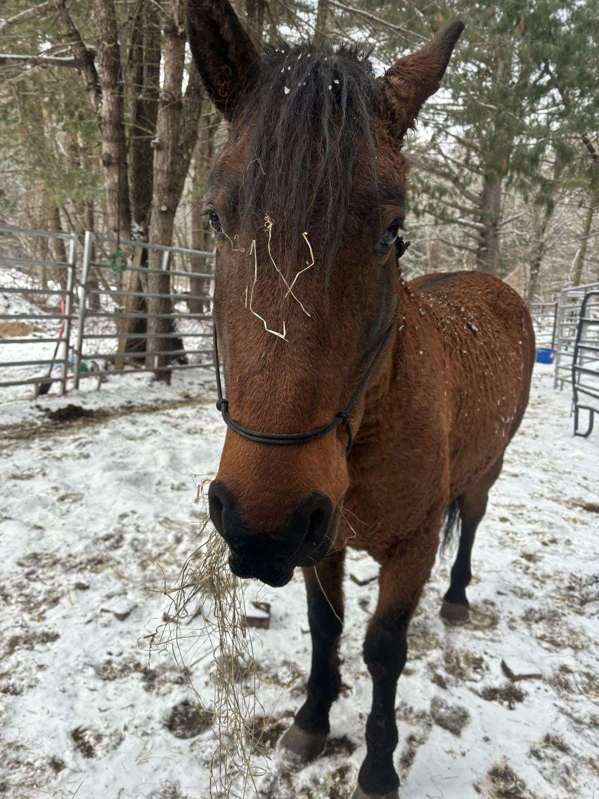8 Yr Old Baskir Curly Mustang