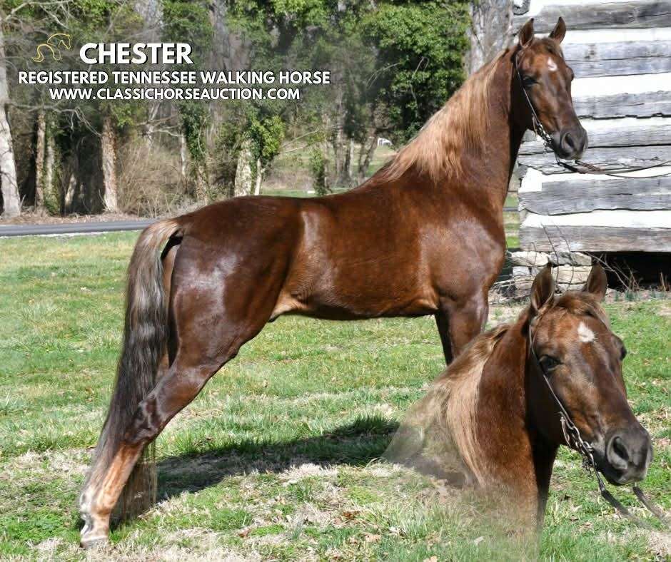 Registered Chestnut Tennessee Walking Horse