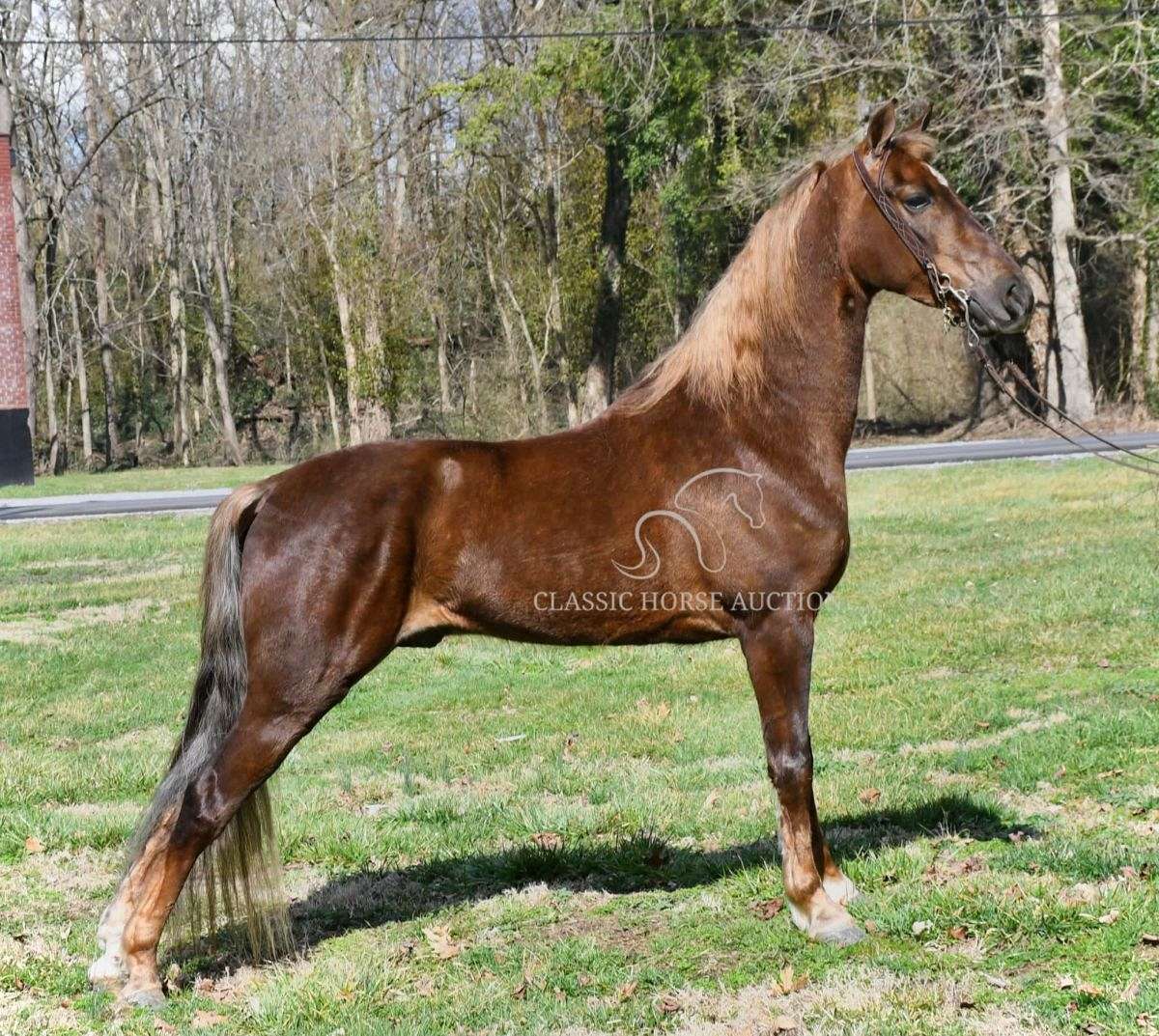Registered Chestnut Tennessee Walking Horse
