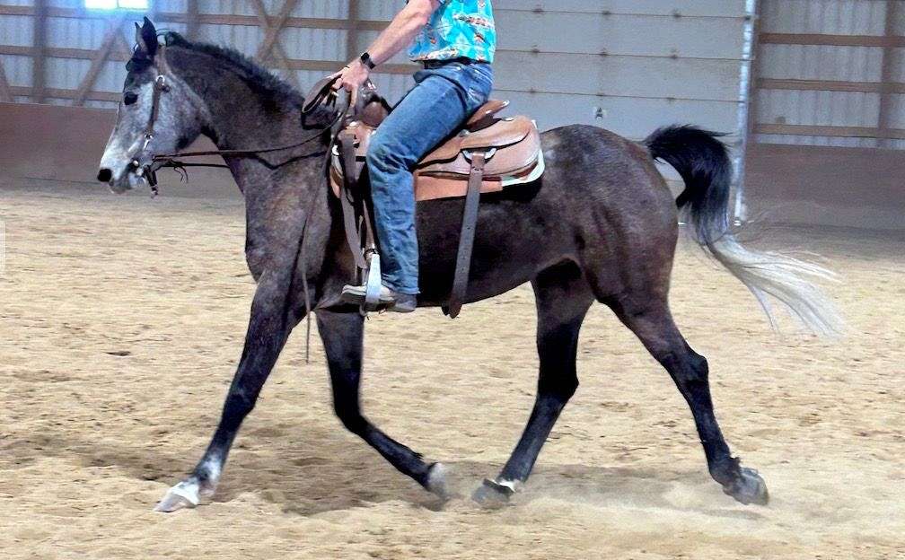 Arabian Mare – La Cabriola‑Bailarina (“Dani”)