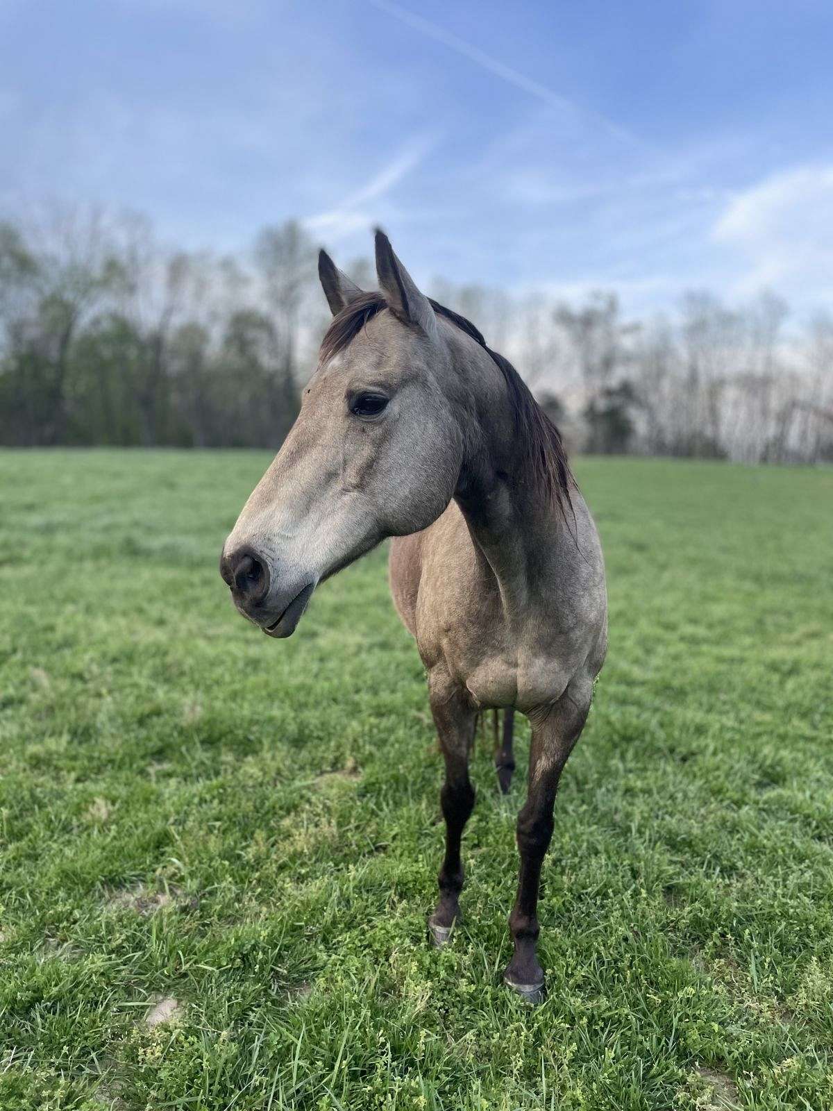 Shelby - Appendix Buckskin Trail Horse