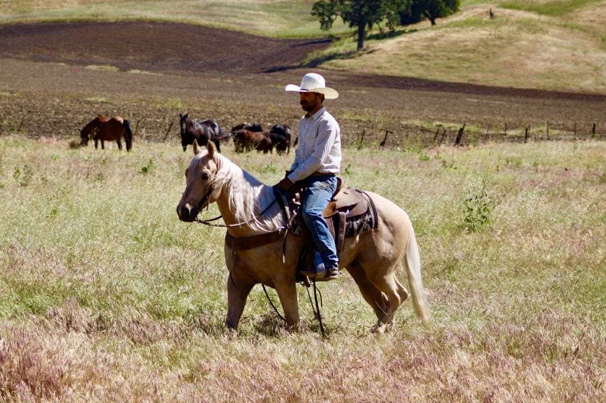 Gorgeous Hard Working Ranch and Rope Horse 8 Yr Old Palomino QH Gelding!