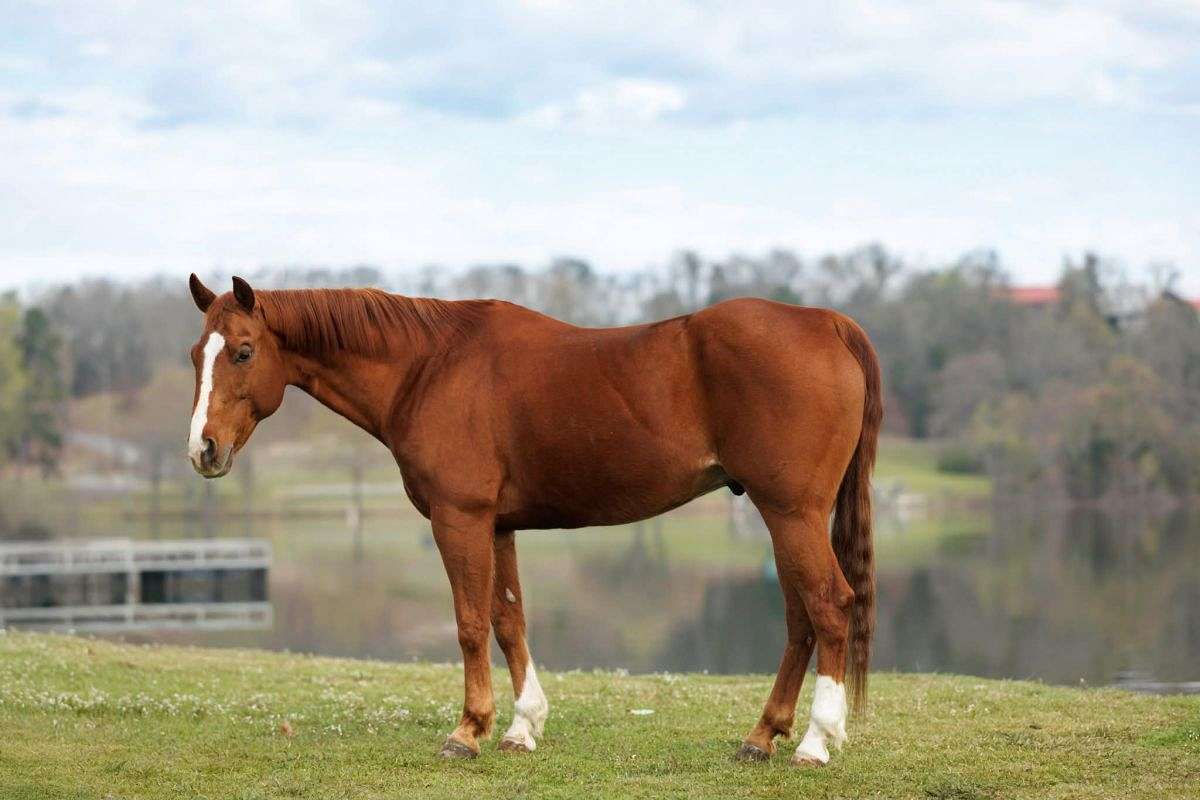 Honest and Proven Ranch Horse Deluxe 16 Yr Old Sorrel AQHA Gelding!