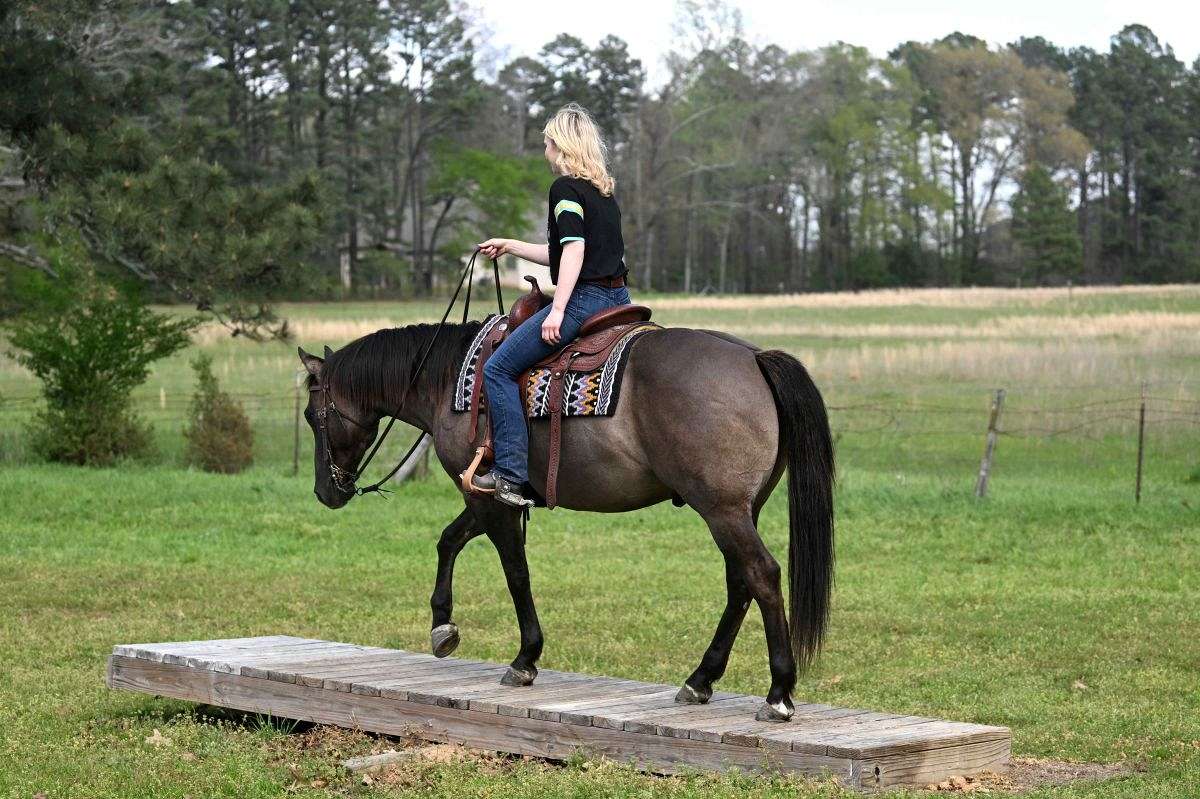 Pacman- Once in a Lifetime AQHA Rare Grulla Gelding!