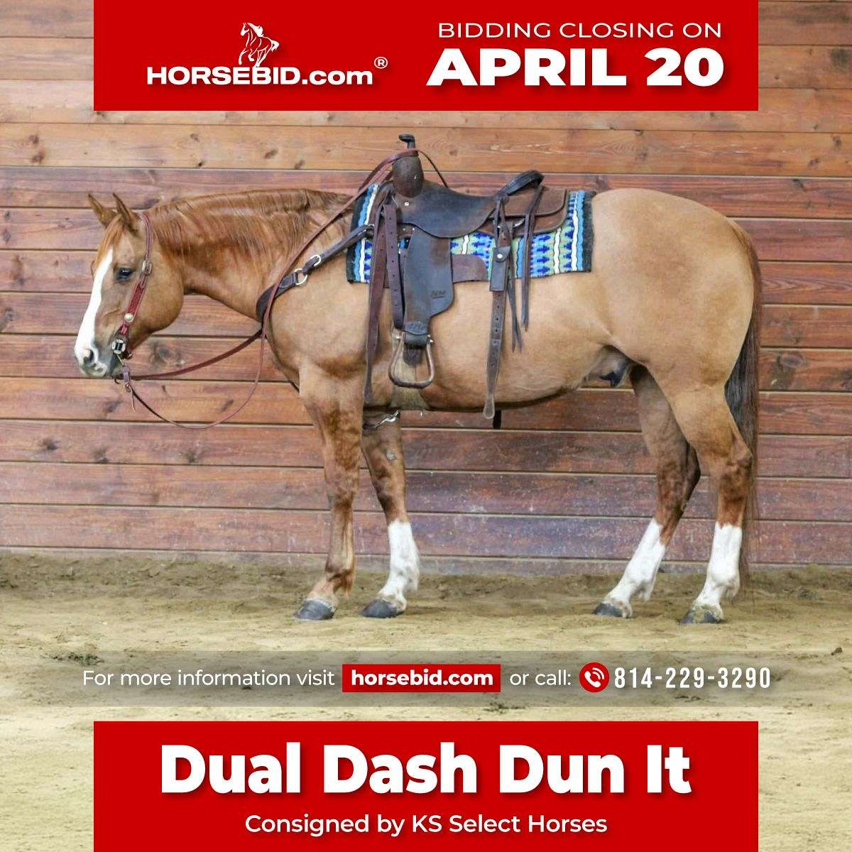 Dual Dash Dun It - a Great Family Trail Horse 10 yo Red Dun AQHA Gelding!