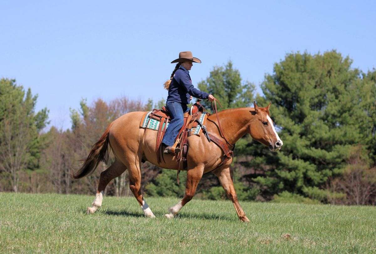 Dual Dash Dun It - a Great Family Trail Horse 10 yo Red Dun AQHA Gelding!