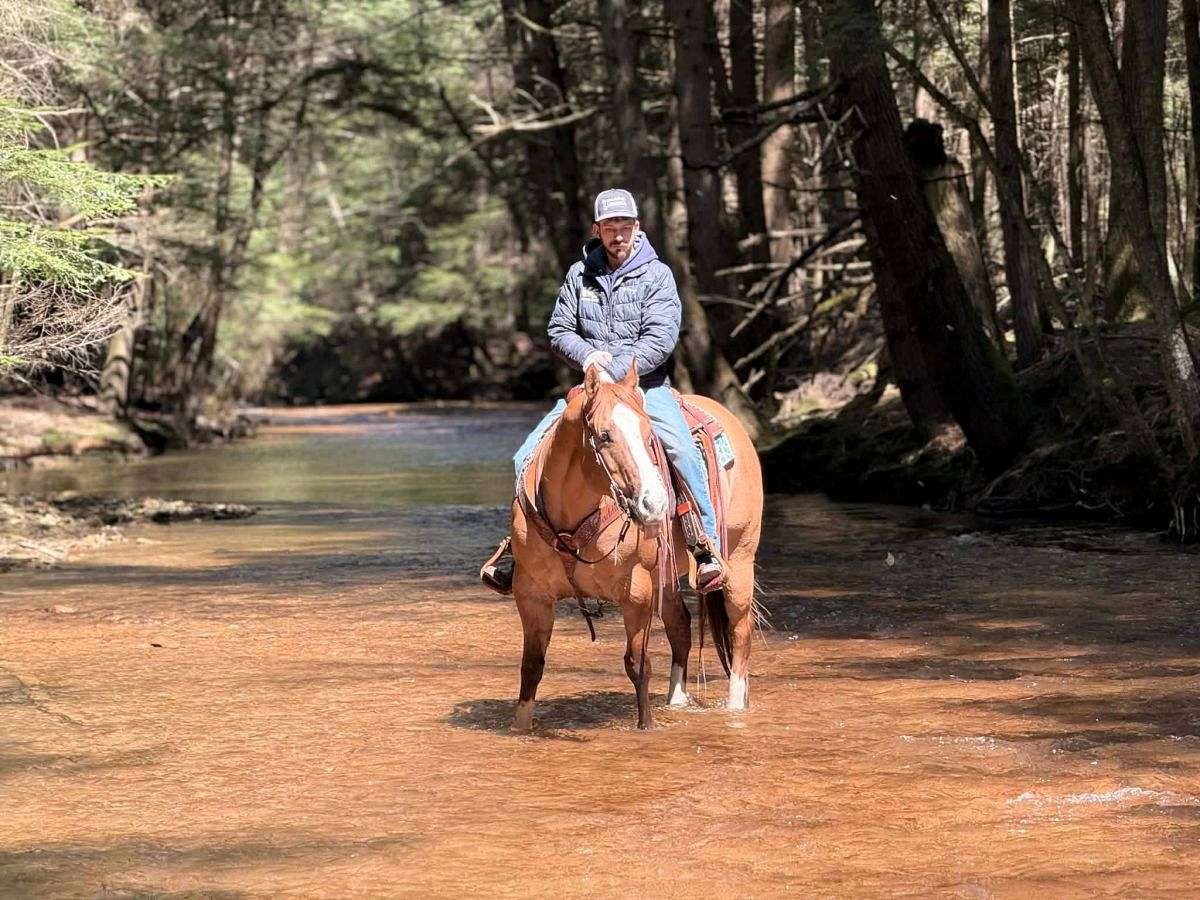 Dual Dash Dun It - a Great Family Trail Horse 10 yo Red Dun AQHA Gelding!