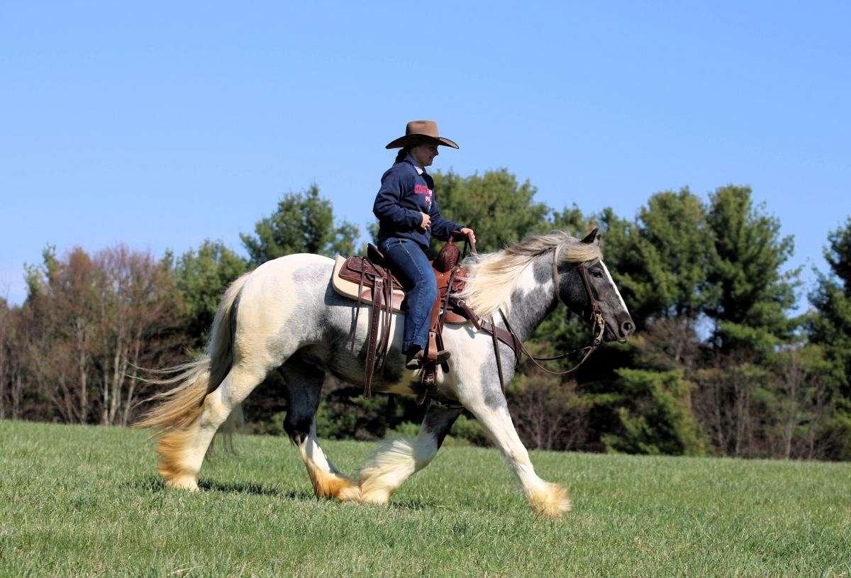 Babe - Jaw Dropping Gorgeous 3 Yr Old Paint Gypsy Vanner Mare!
