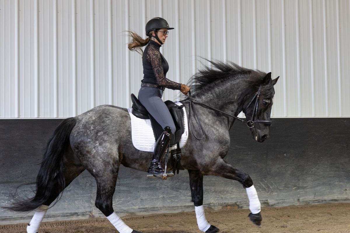 Ash - Quiet, Steady & Confident 8 Yr Old Blue Roan Friesian QH X Gelding!