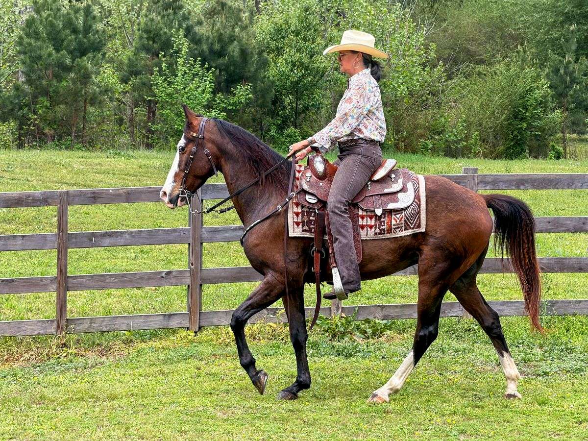 Field Trial, Gentle, Trail Safe, Gaited