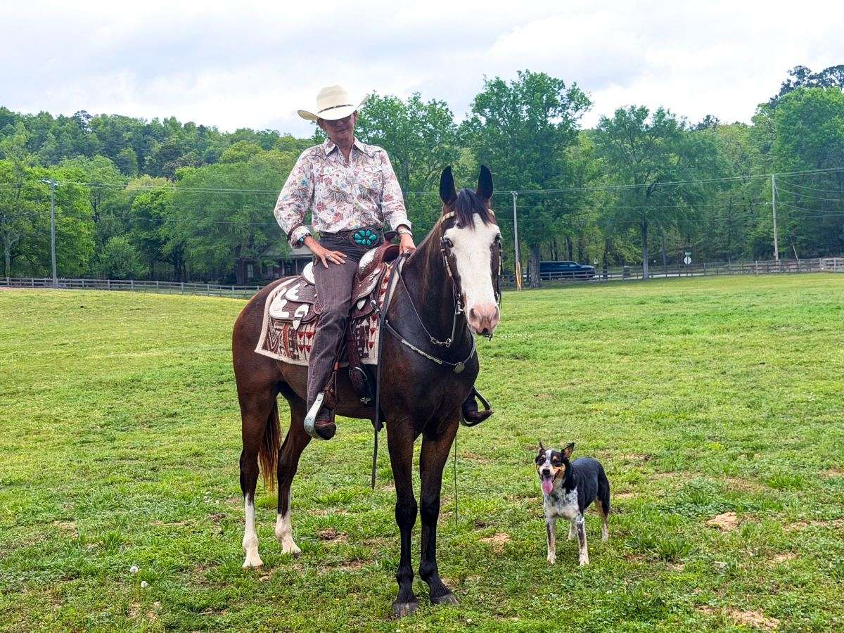Field Trial, Gentle, Trail Safe, Gaited