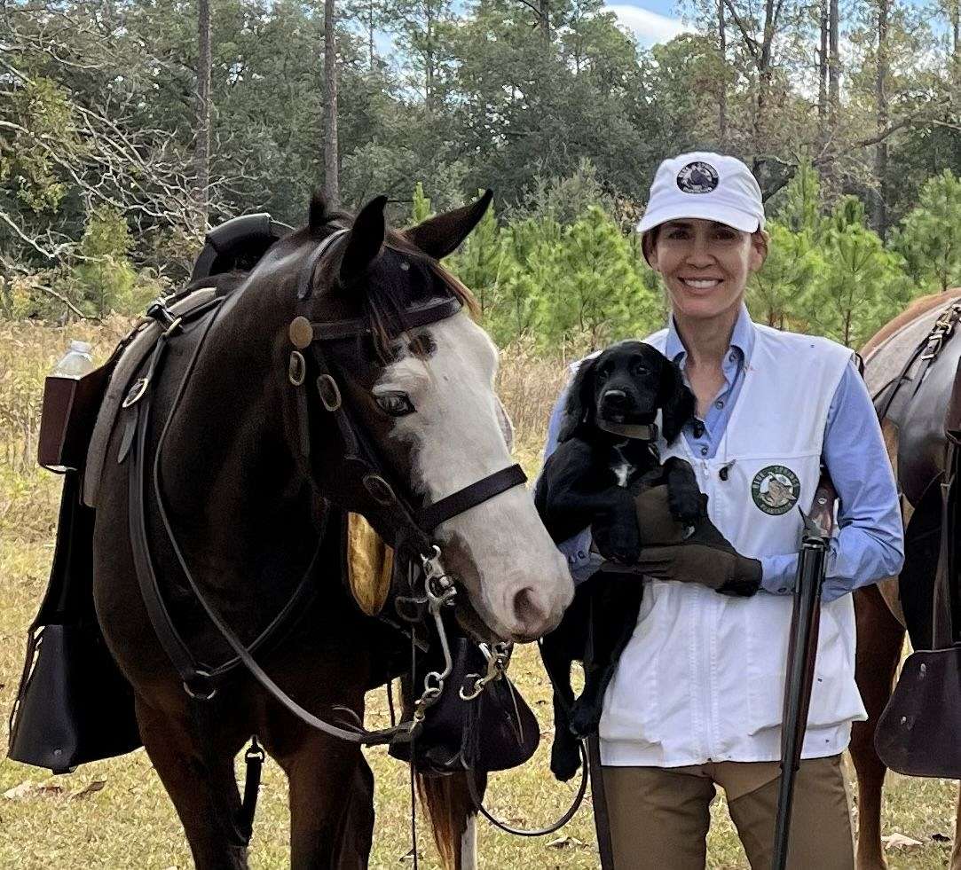Field Trial, Gentle, Trail Safe, Gaited